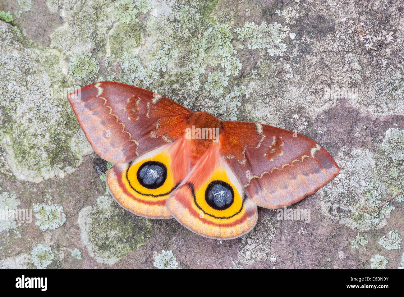 IO Moth (Automeris io) female flashing eyespots on lichen covered rock ...