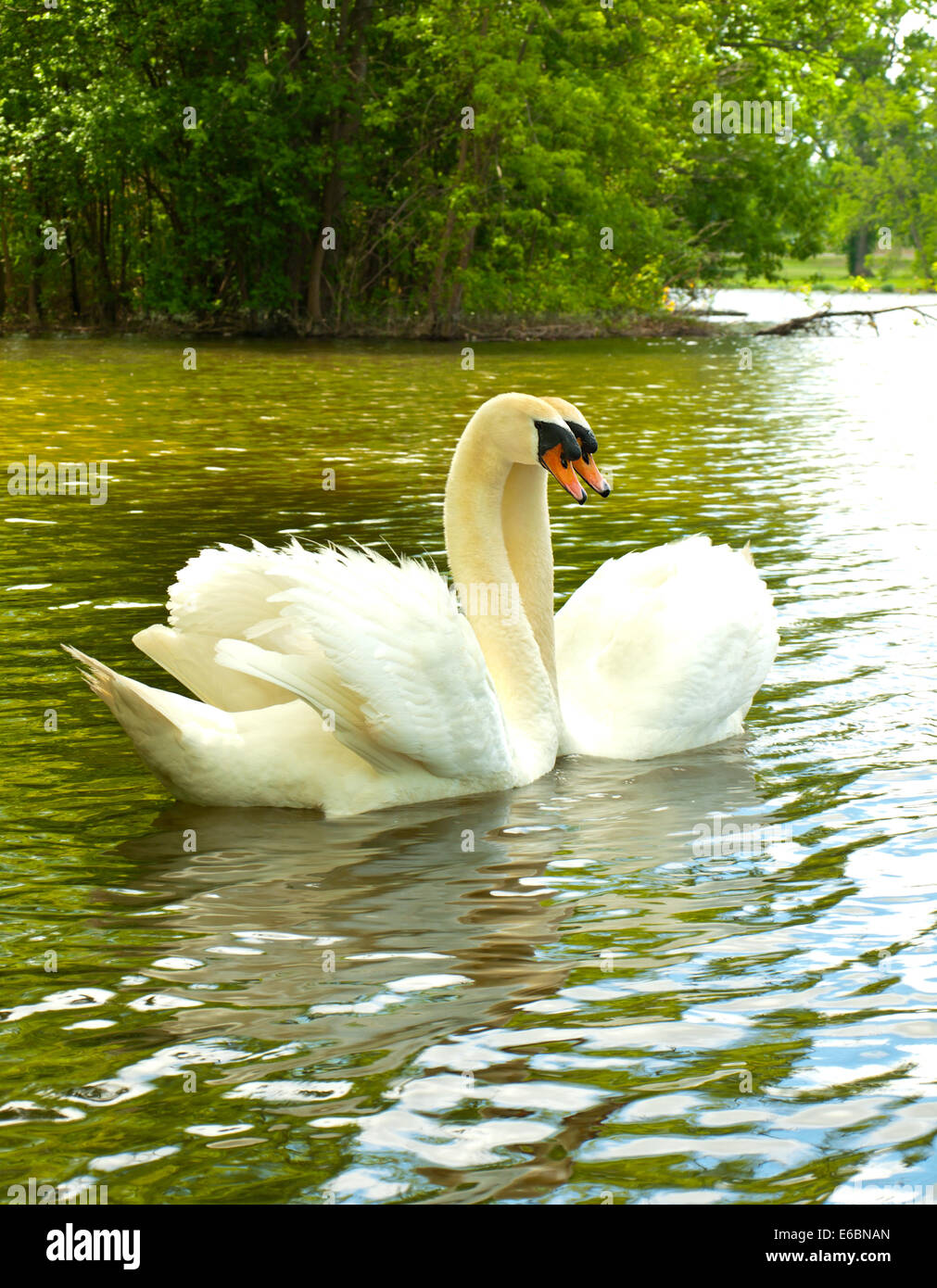 Swans wildlife hi-res stock photography and images - Alamy