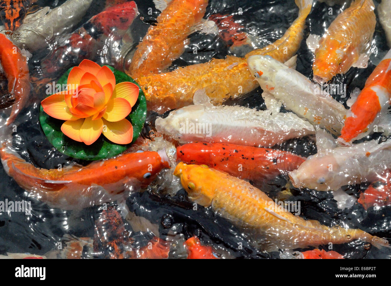 Japanese koi pond hi-res stock photography and images - Alamy