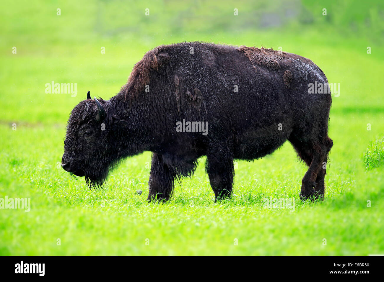 Wood bison (Bison bison athabascae) adult, foraging, Alaska Wildlife ...