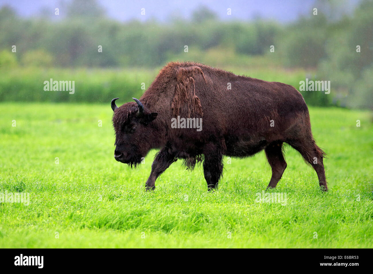 Wood bison (Bison bison athabascae) adult, feeding, Alaska Wildlife ...