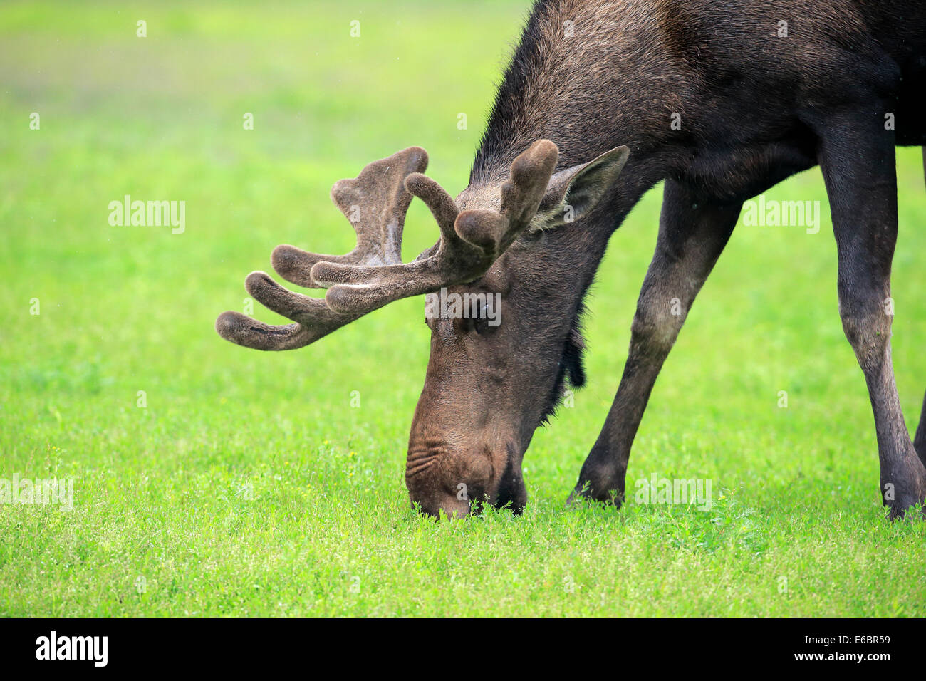 Moose (Alces alces), adult, male, eating, Alaska Wildlife Conservation ...