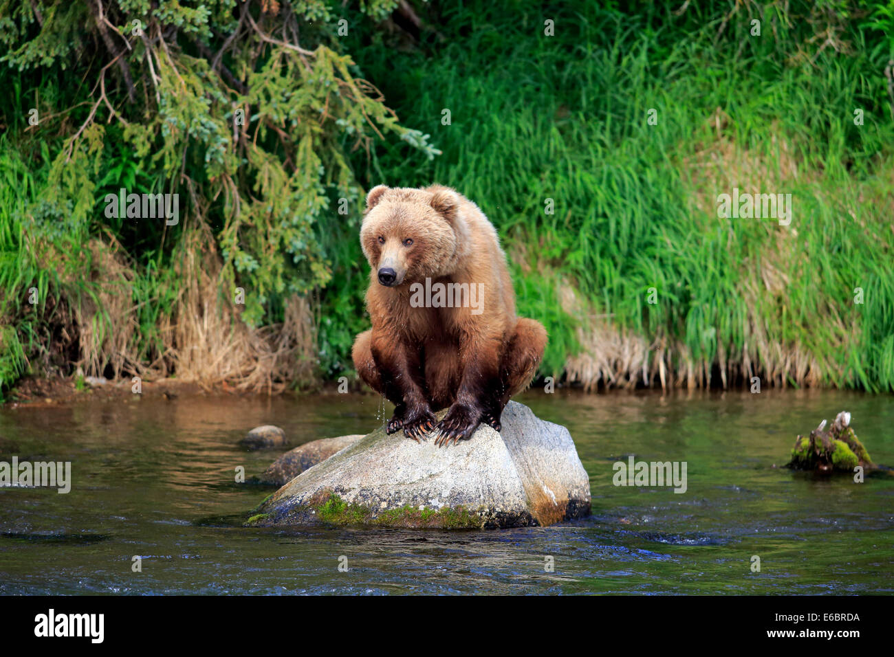 Grizzly Bear (Ursus arctos horribilis) adult, sitting on rock in the water, Brooks River, Katmai ...