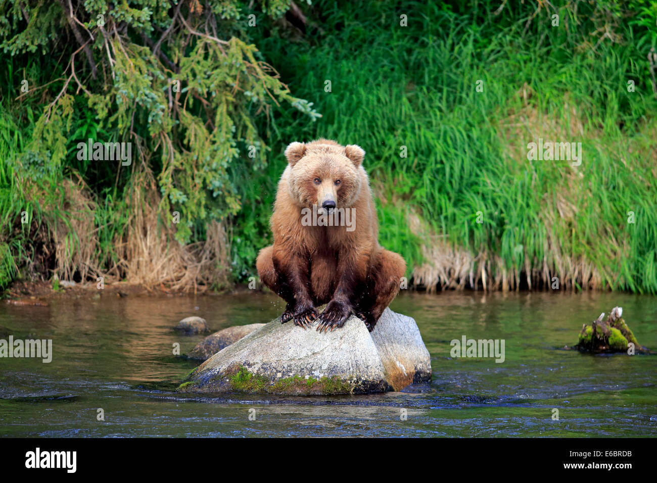 Grizzly Bear (Ursus arctos horribilis) adult, sitting on rock in the water, Brooks River, Katmai ...