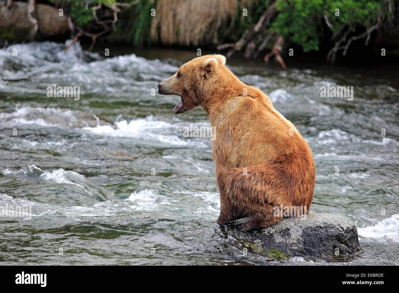 Grizzly Bear (Ursus arctos horribilis) adult, sitting on rock in the water, Brooks River, Katmai ...