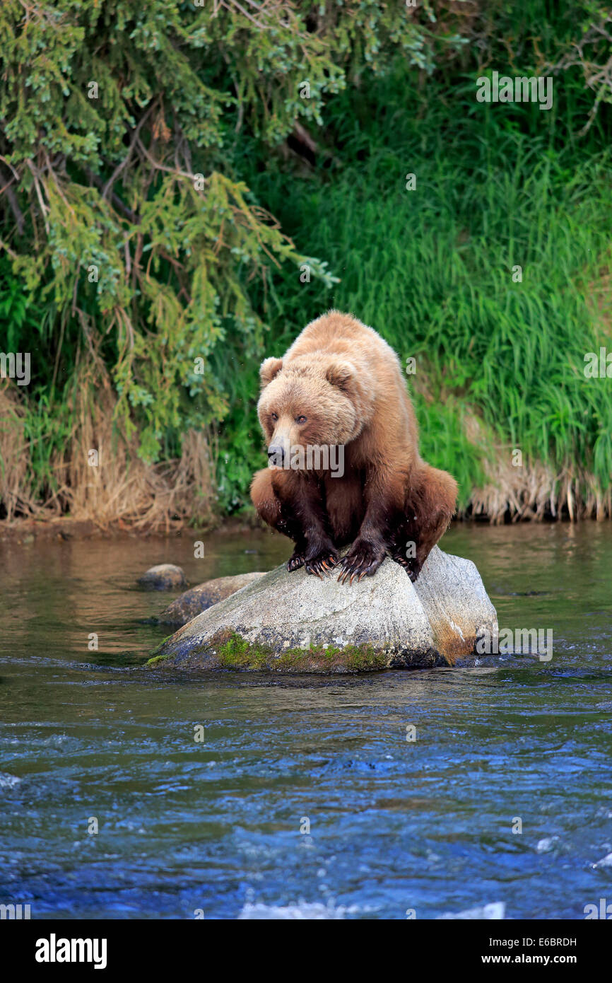 Grizzly Bear (Ursus arctos horribilis) adult, sitting on rock in the water, Brooks River, Katmai ...