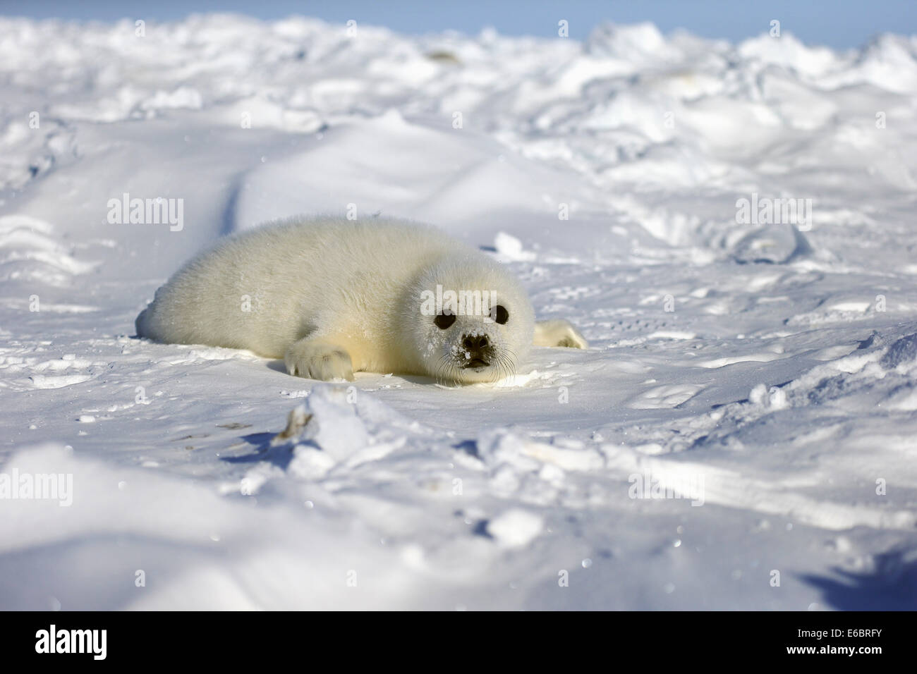 Harp Seal or Saddleback Seal (Pagophilus groenlandicus, Phoca groenlandica), pup on pack ice ...