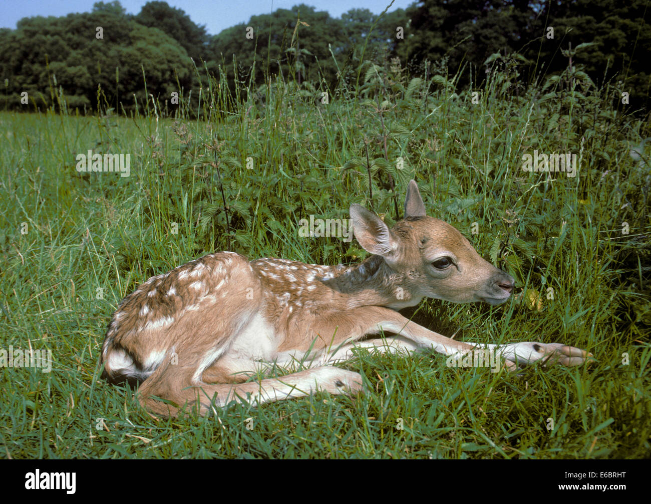 Fallow Deer fawn - Dama dama Stock Photo - Alamy