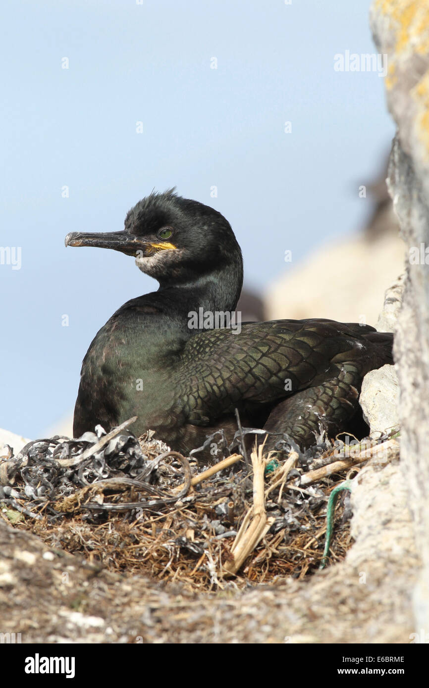 Shag bird european hi-res stock photography and images - Alamy