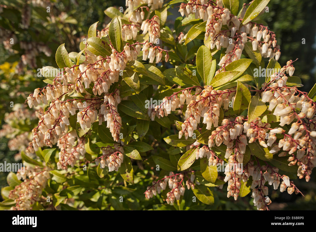 Blooming Japanese Andromeda (Pieris japonica), Bavaria, Germany Stock ...