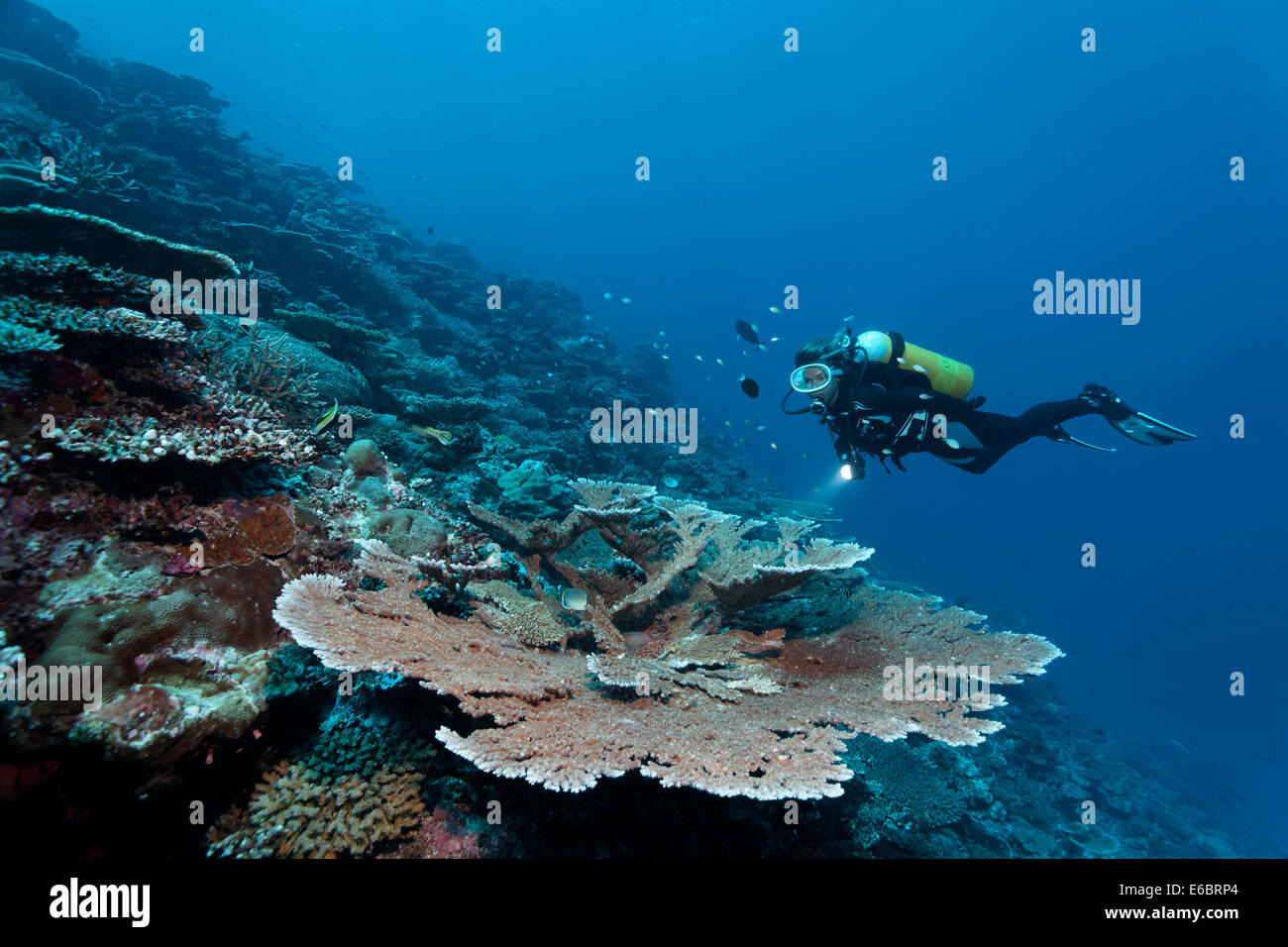 Divers looking at table coral (Acropora hyacinthus) at drop-off, Indian ...