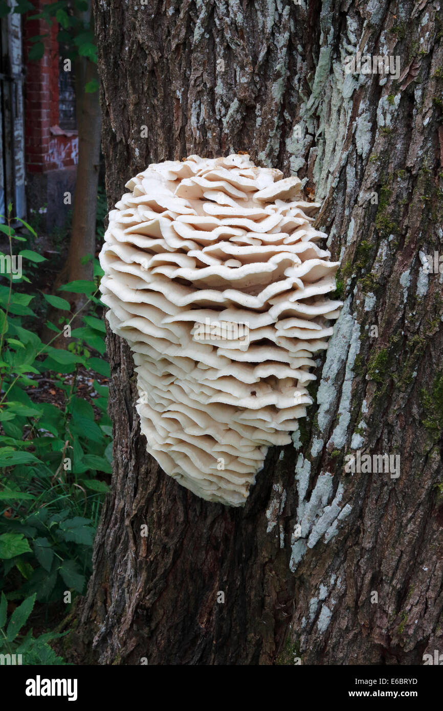 Climacodon septentrionalis fungus on tree trunk Stock Photo - Alamy