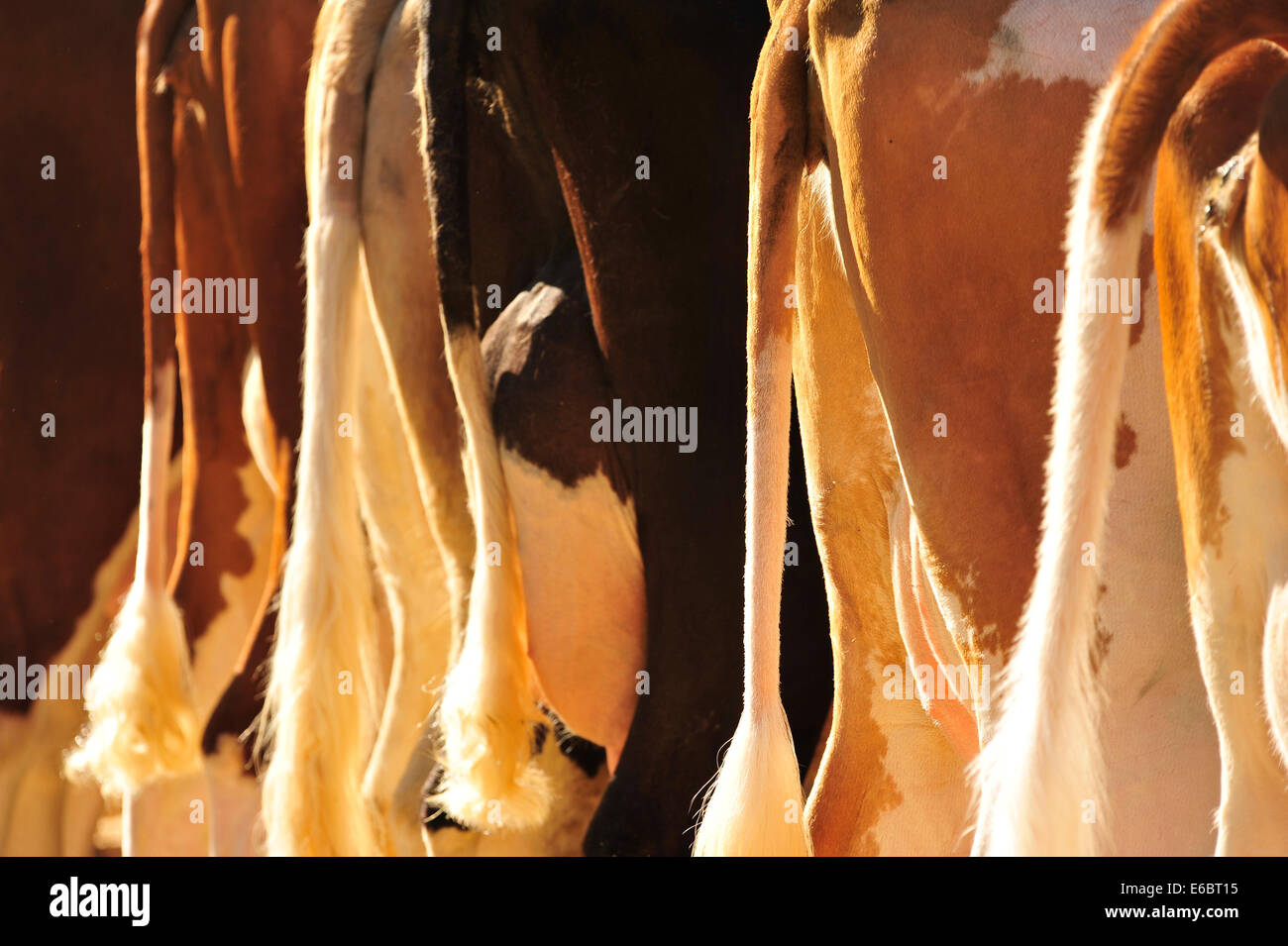 Cow Rear End High Resolution Stock Photography and Images - Alamy