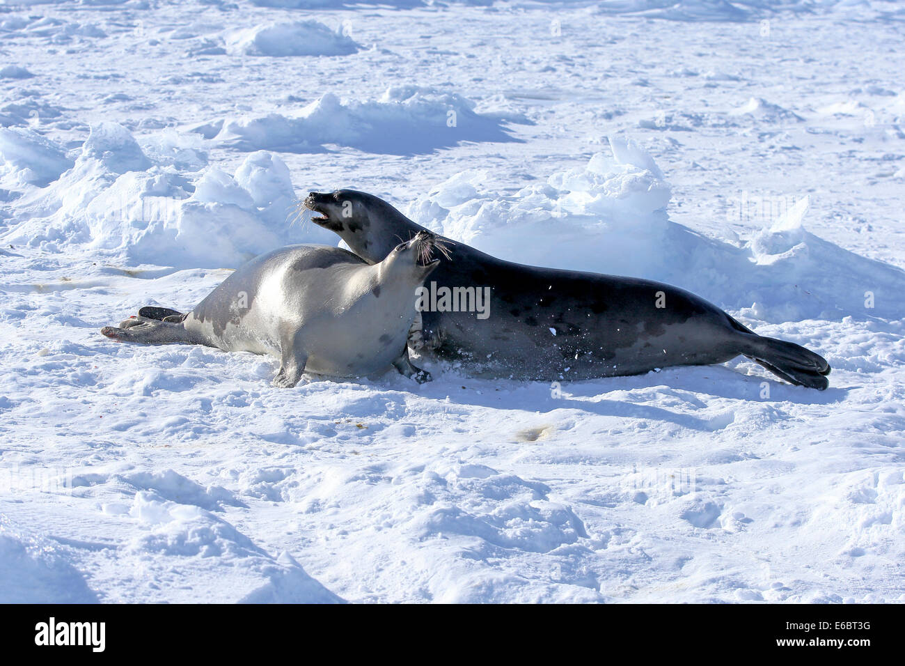 Harp Seals Mating