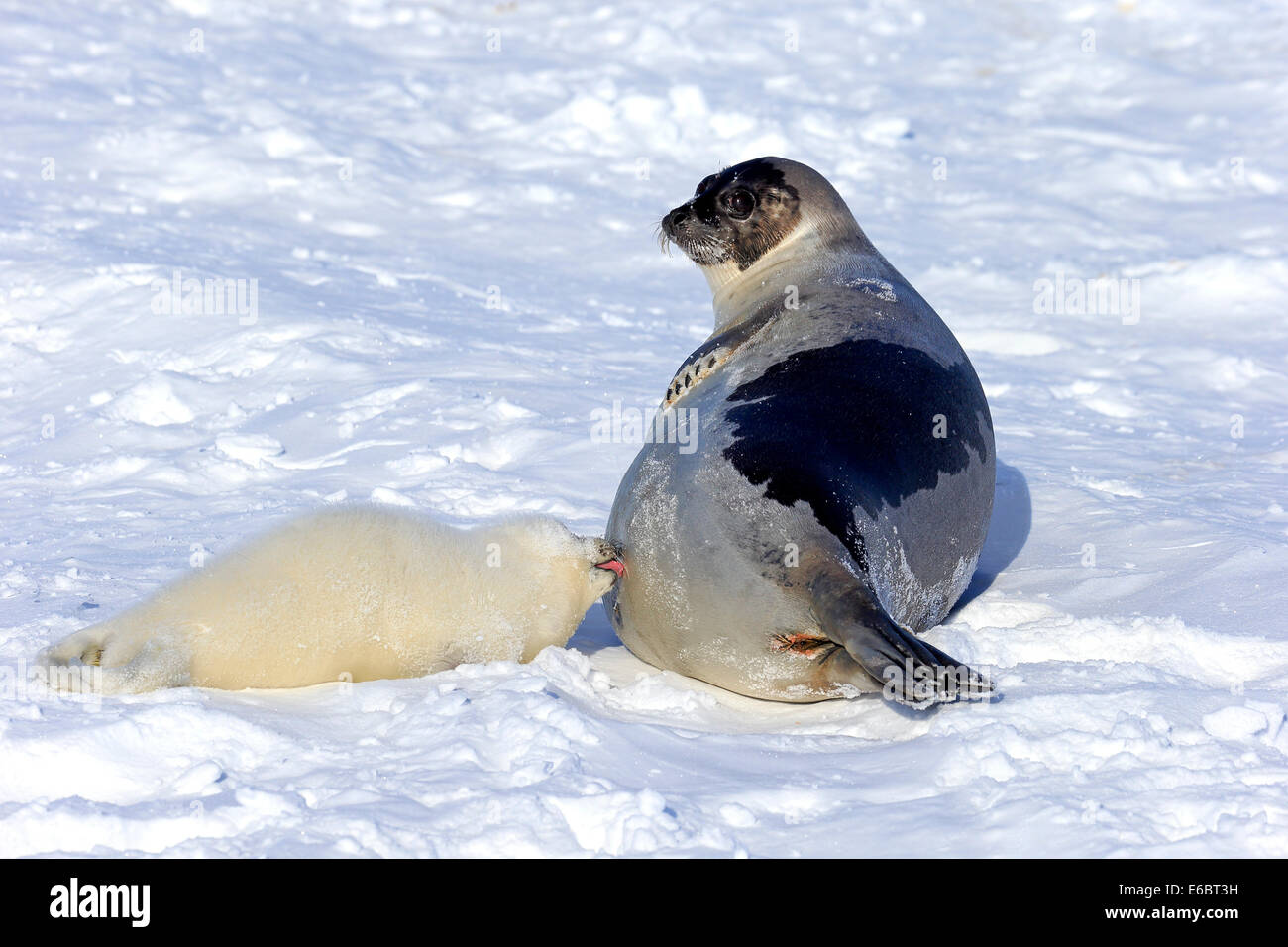 Baby harp seal hi-res stock photography and images - Alamy