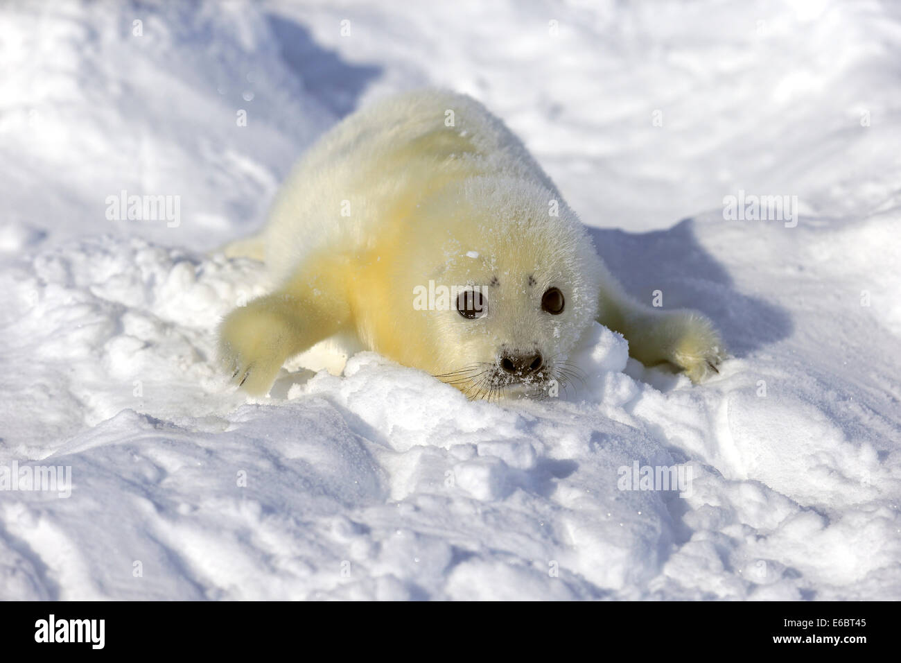 Harp Seal or Saddleback Seal (Pagophilus groenlandicus, Phoca groenlandica), pup on pack ice ...