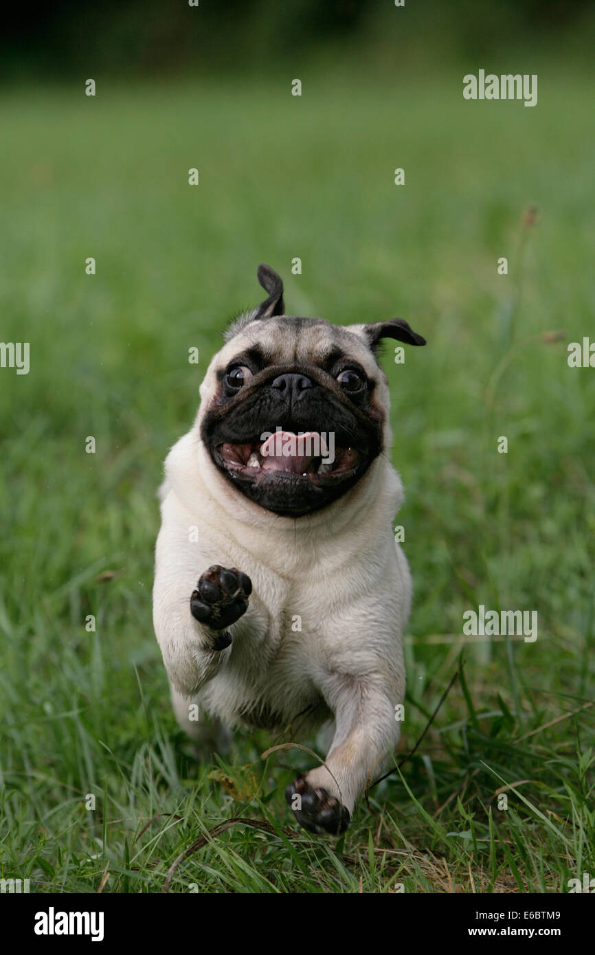 Pugs running hi-res stock photography and images - Alamy
