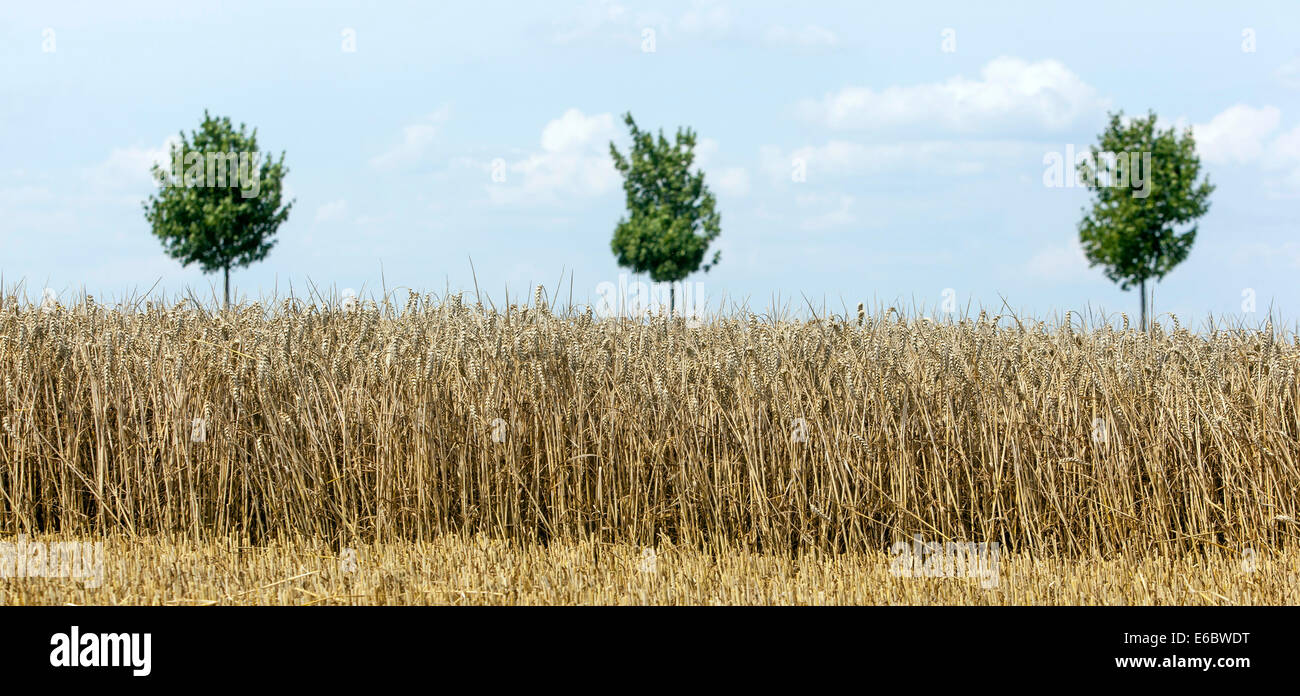 wheat field and three trees Stock Photo - Alamy
