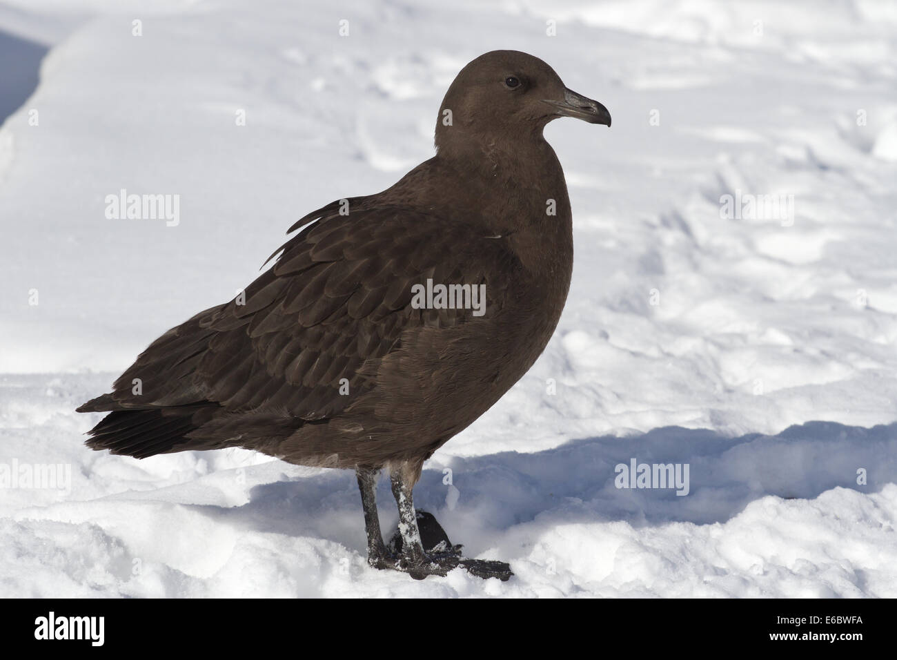 Antarctic skua chick standing on snow near the nesting area Stock Photo ...