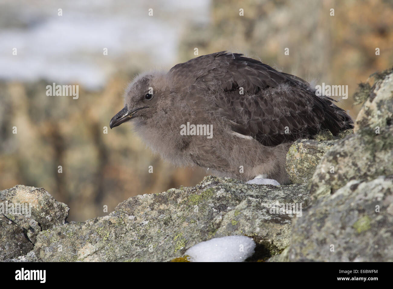 downy chick South Polar Skua among the rocks of the Antarctic Islands ...