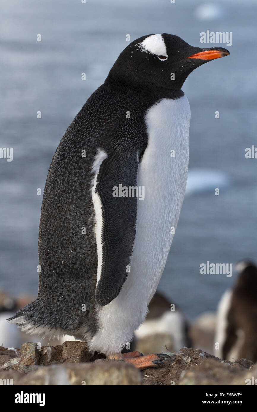 Gentoo penguin fall after molting to have not regrown tail Stock Photo ...
