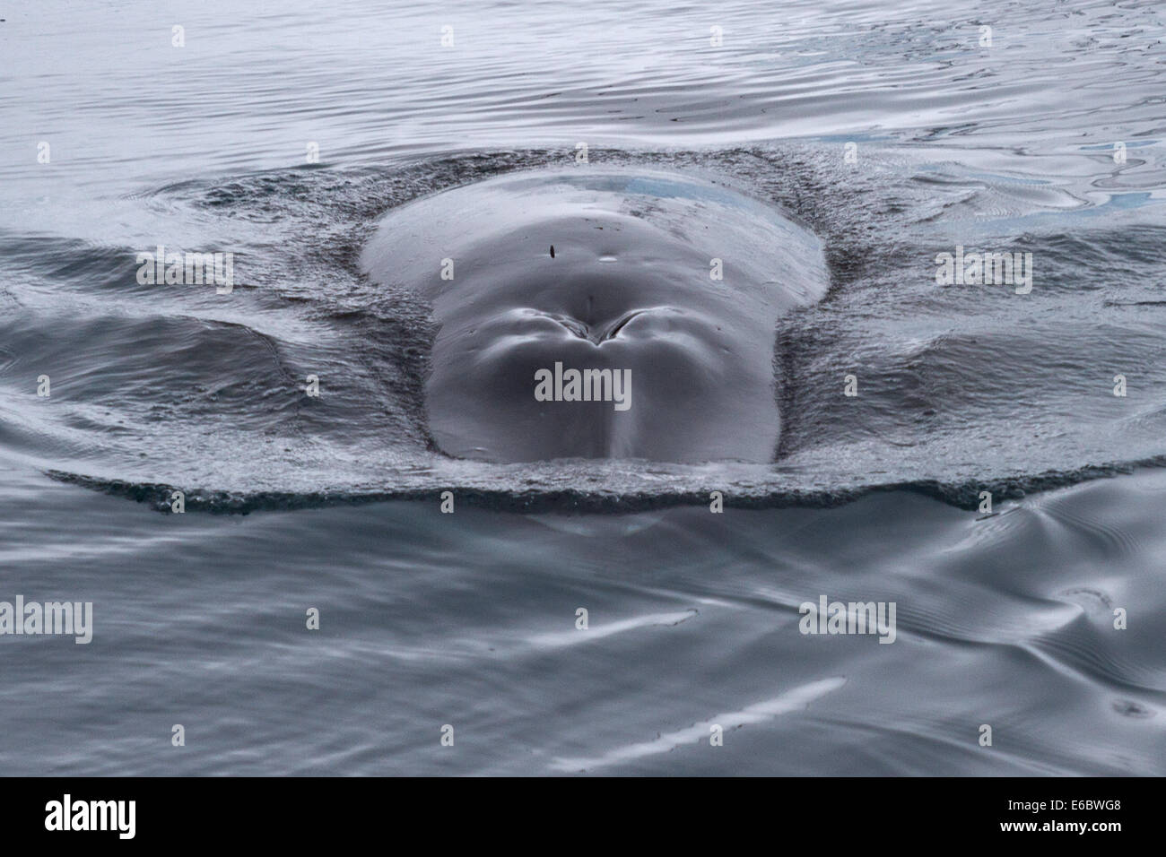 head and part of the back floated on the surface of Minke whale Stock ...