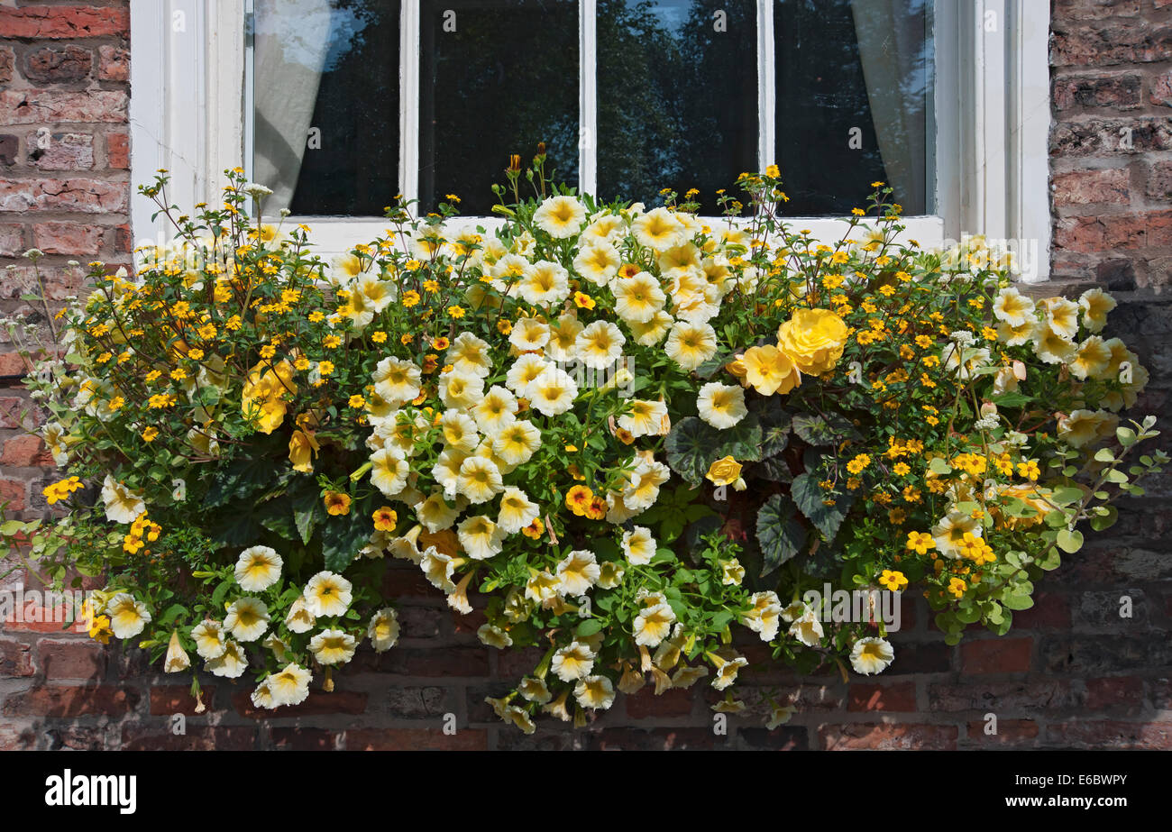 Begonias flowers plants hi-res stock photography and images - Alamy