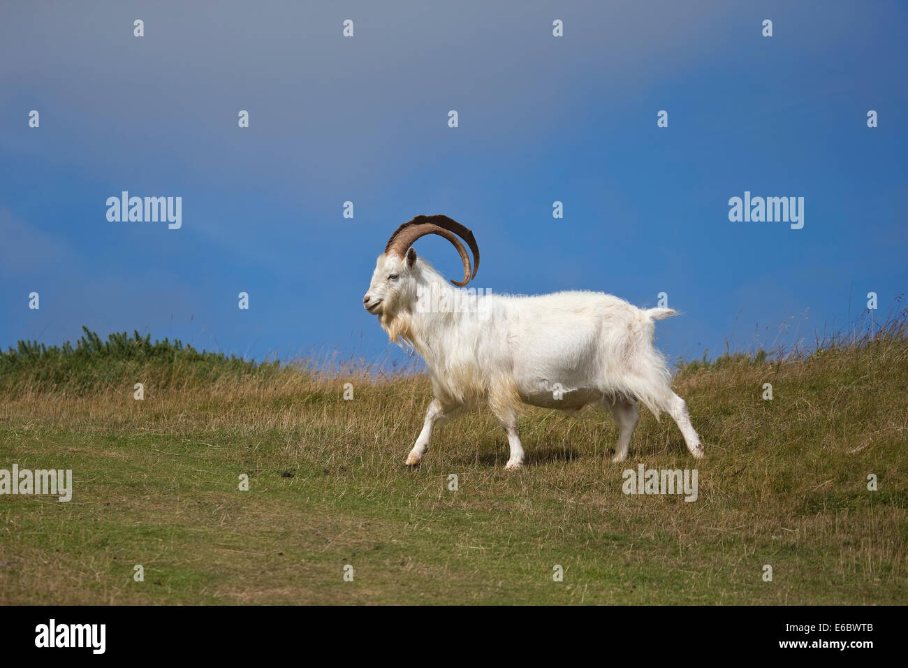 Kashmir goat hi-res stock photography and images - Alamy