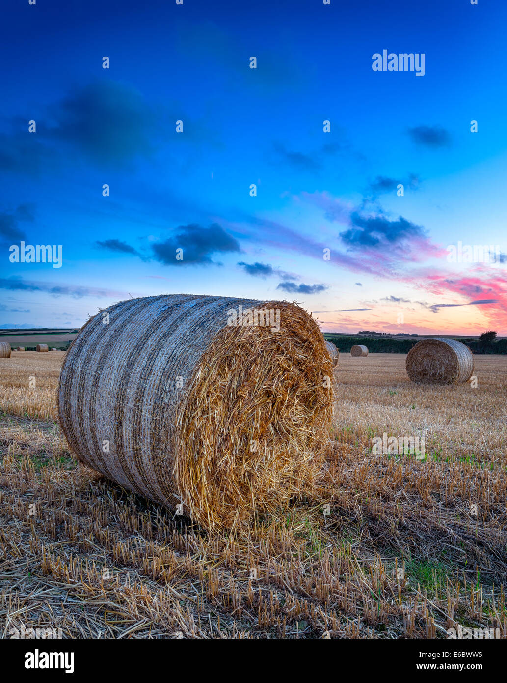 Hay bales at harvest time in Cornwall Stock Photo - Alamy