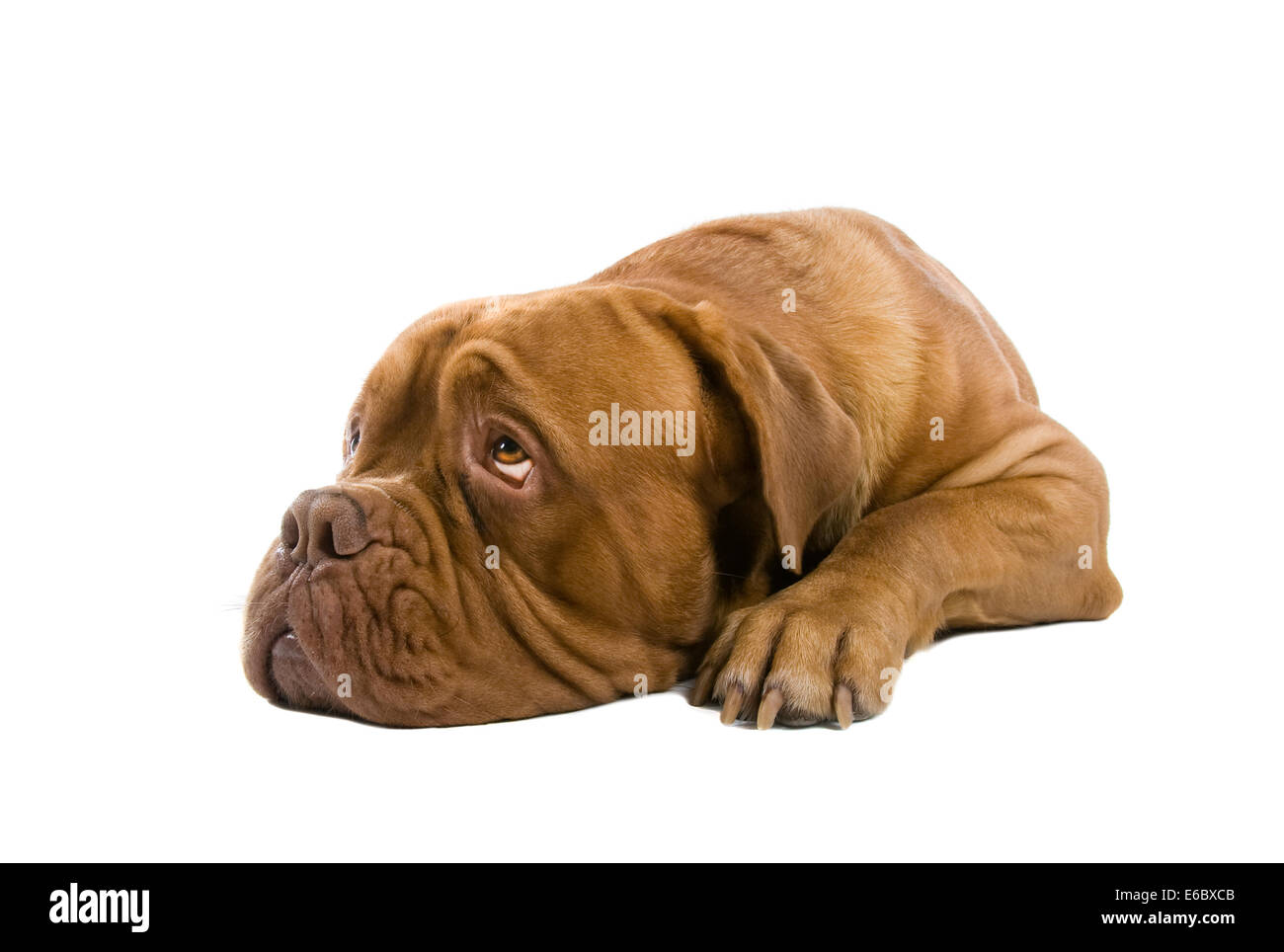 Bordeaux dogge hi-res stock photography and images - Alamy