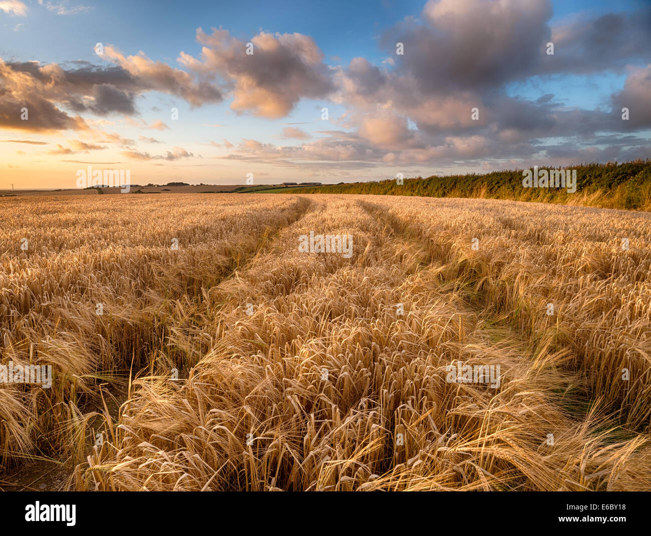 Farming agriculture cornish hi-res stock photography and images - Alamy