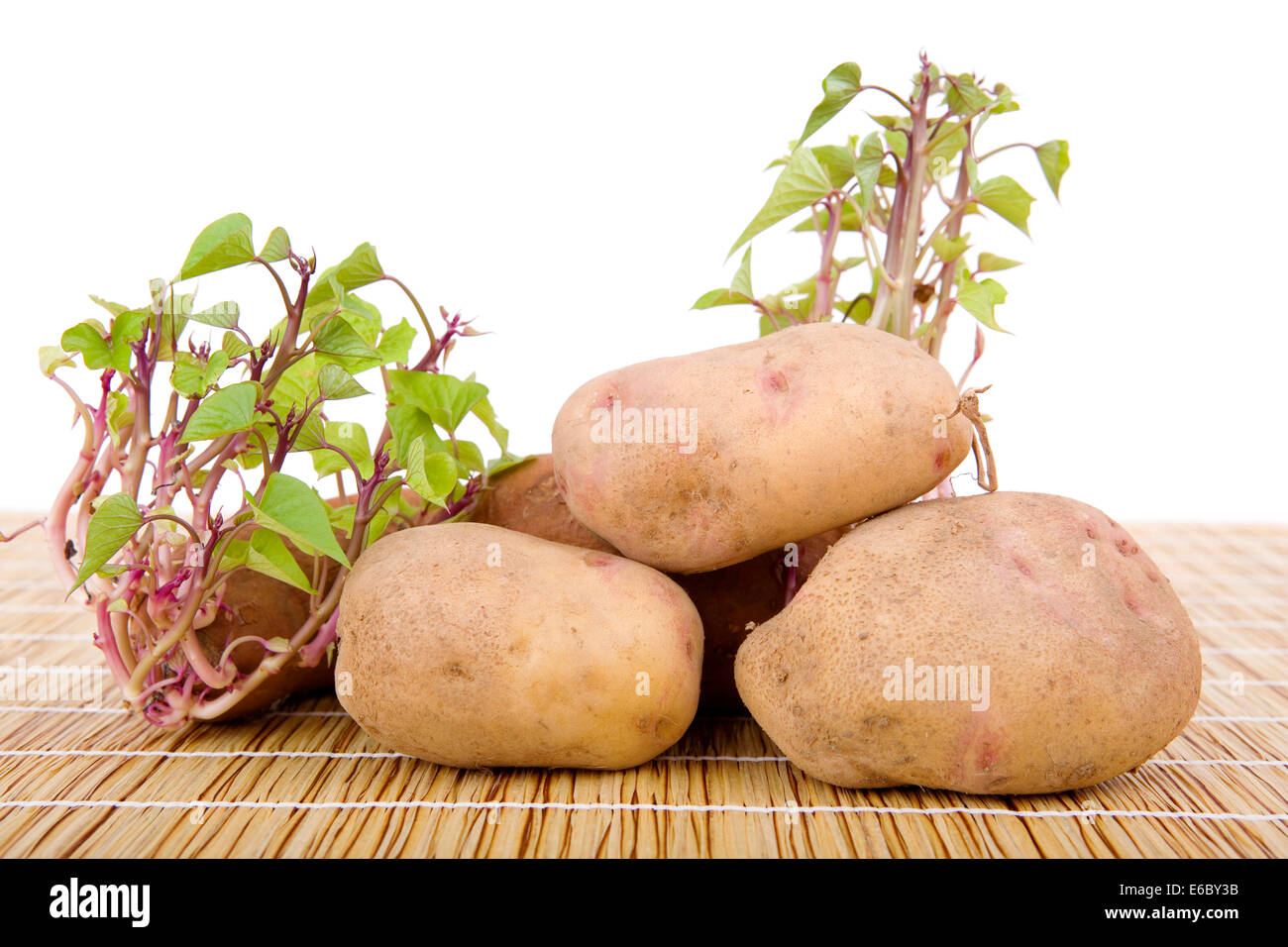 Tubers young potatoes growing potatoes hi-res stock photography and ...
