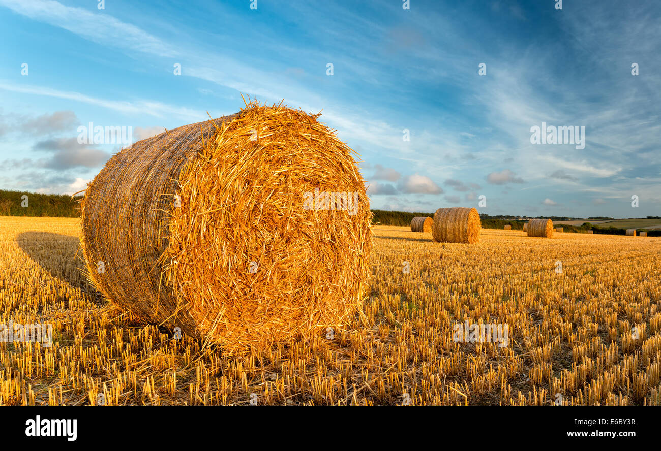 Field harvest in nature hi-res stock photography and images - Alamy