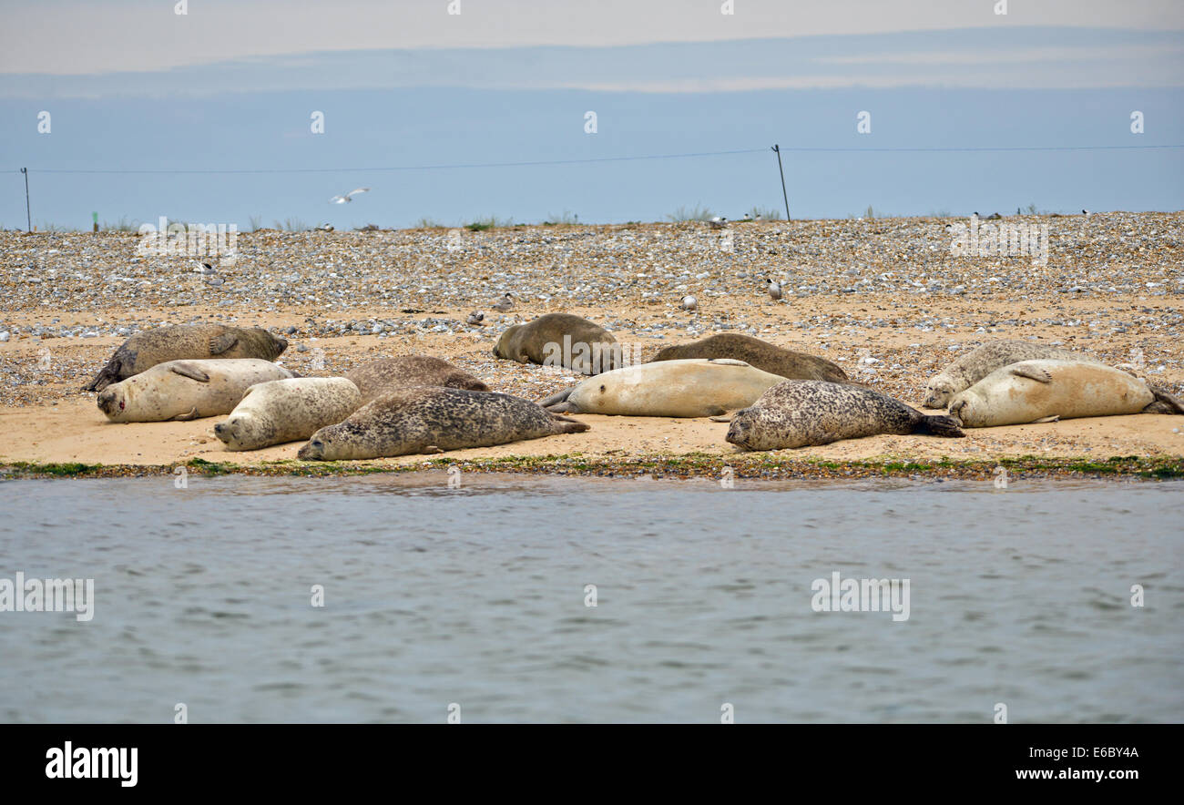 Seals at Blakeney Point North Norfolk United Kingdom Stock Photo - Alamy