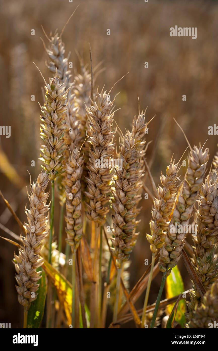ripe ears of wheat Stock Photo - Alamy
