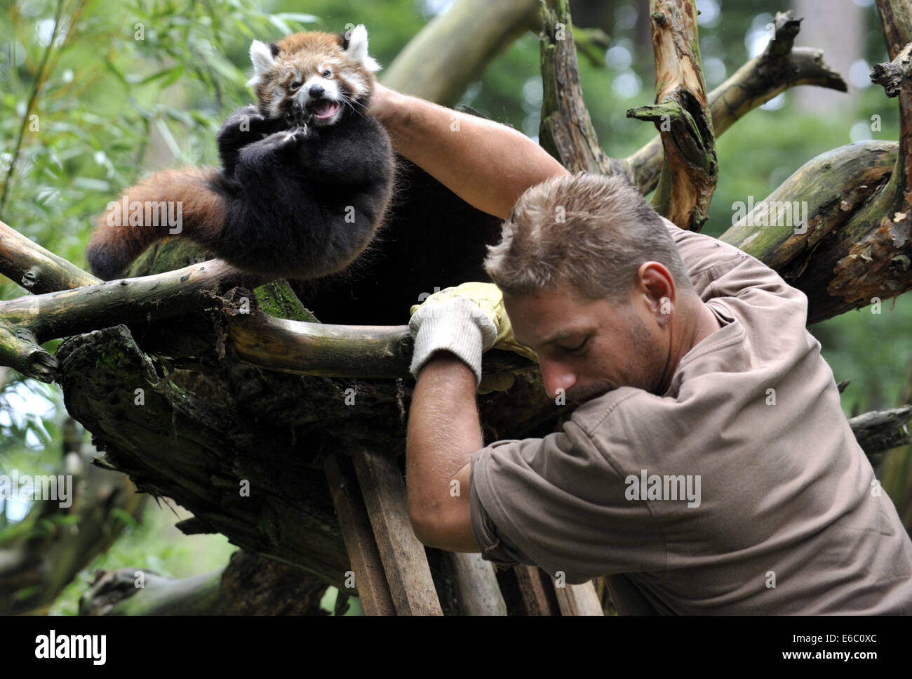 A red panda pictured in the zoo hi-res stock photography and images - Alamy