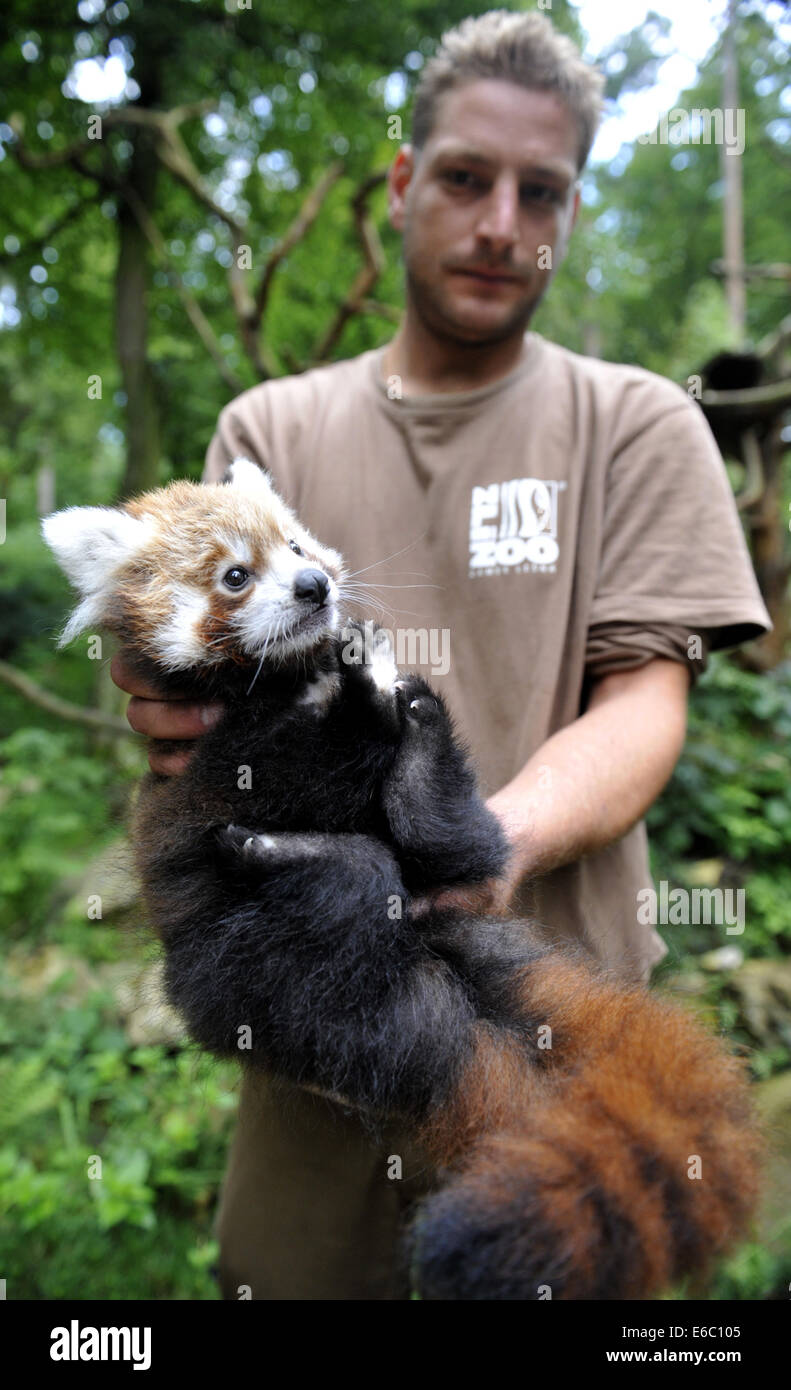 A red panda pictured in the zoo hi-res stock photography and images - Alamy