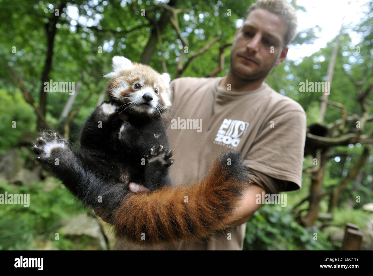 Zlin, Czech Republic. 20th Aug, 2014. The first red panda cub was born ...