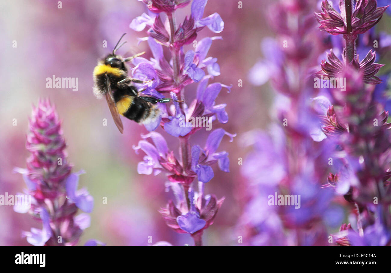 Bee taking pollen in garden Stock Photo - Alamy