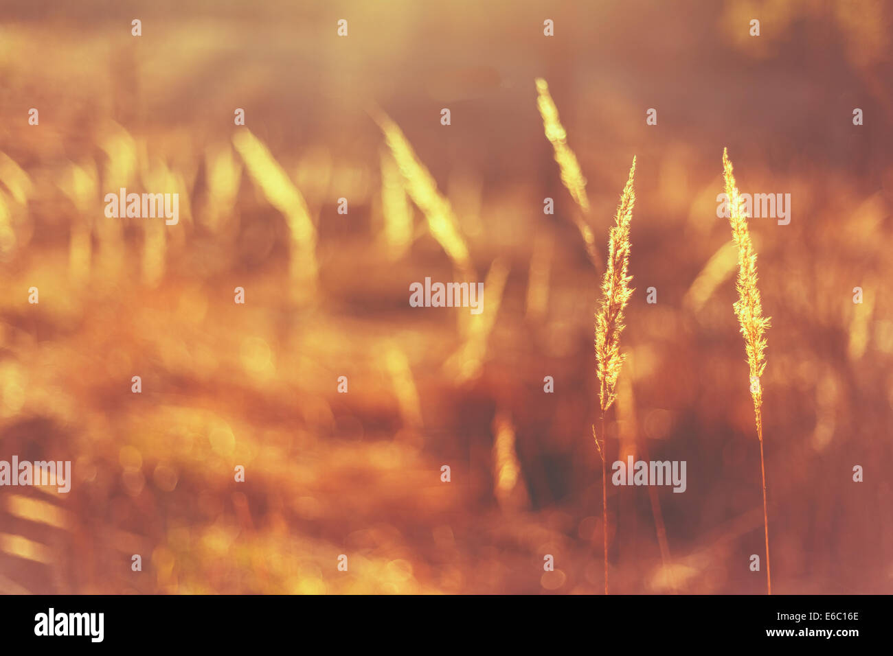 Dry Red Grass Field In Sunset Sunlight. Beautiful Yellow Sunrise Light ...