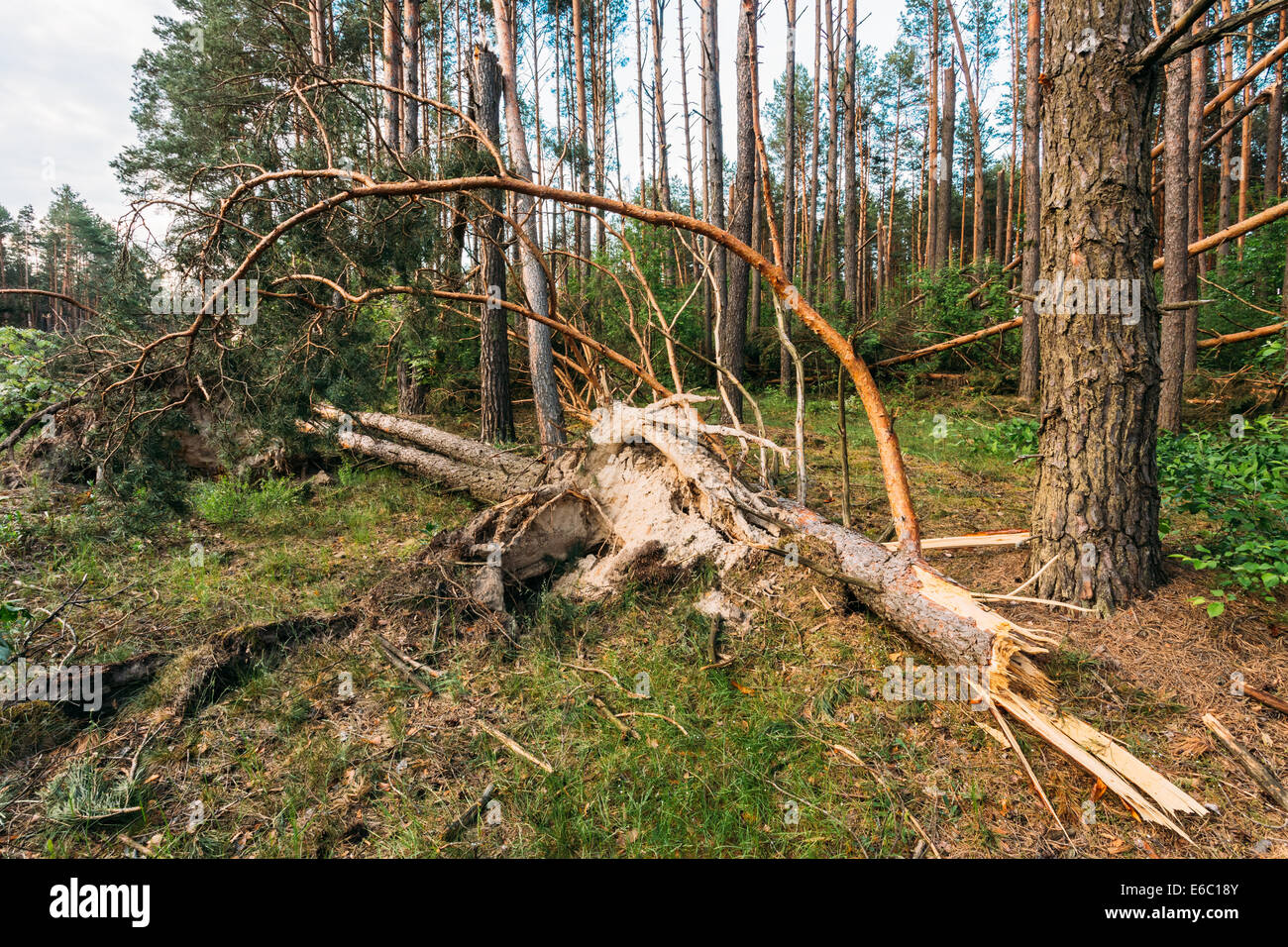 Windfall in forest. Storm damage. Fallen trees in coniferous forest ...