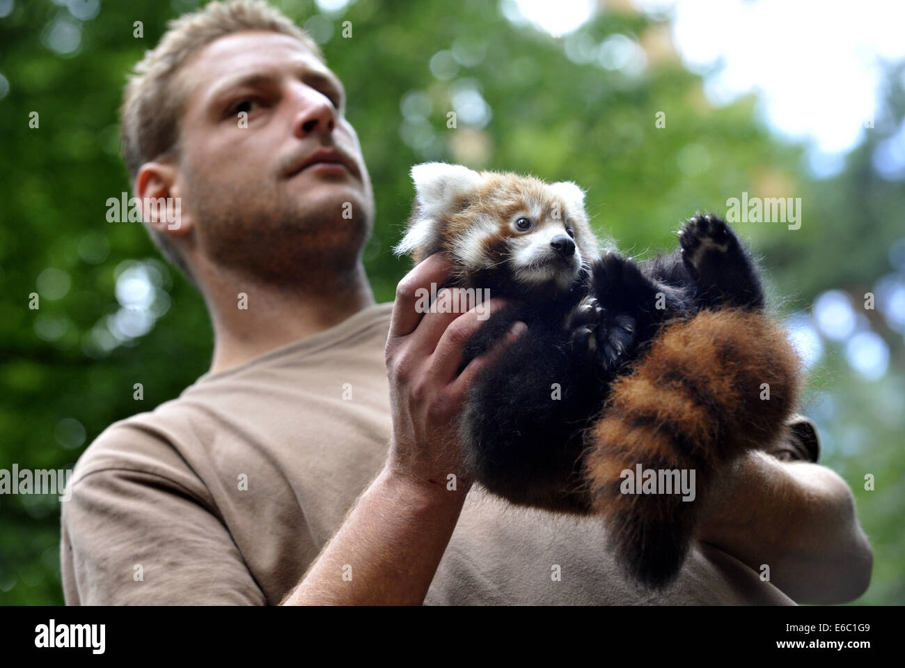 A red panda pictured in the zoo hi-res stock photography and images - Alamy