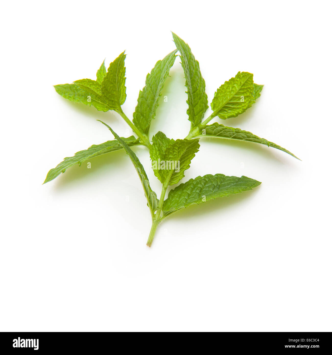 Fresh sprig of mint isolated on a white studio background Stock Photo ...