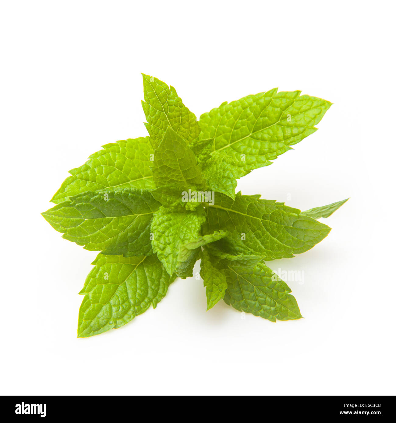 Fresh sprig of mint isolated on a white studio background Stock Photo ...