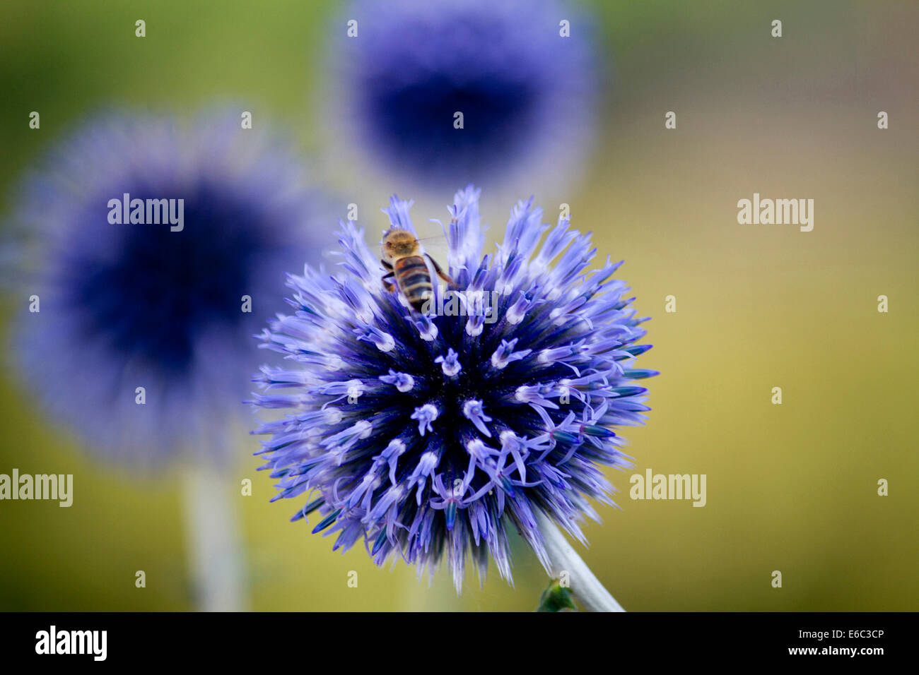Thistle with Bee Stock Photo - Alamy