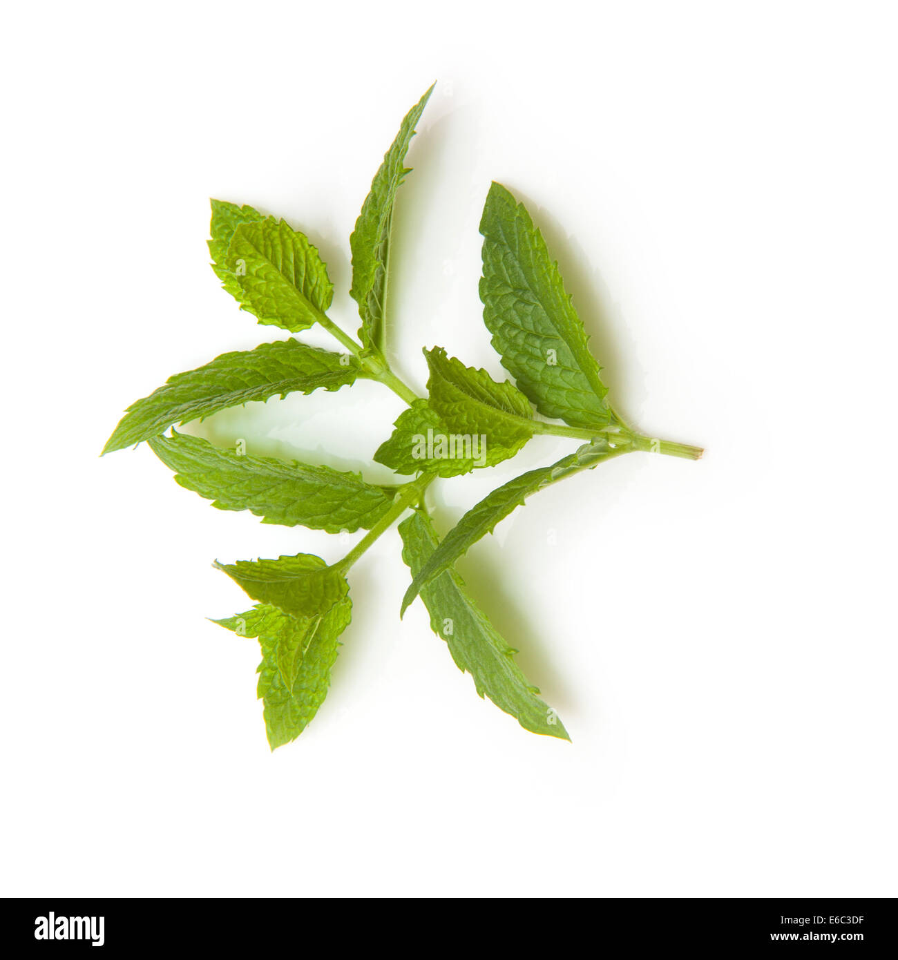 Fresh sprig of mint isolated on a white studio background Stock Photo ...
