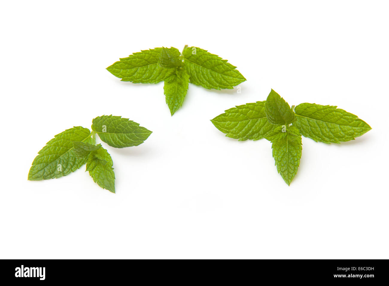 Fresh sprig of mint isolated on a white studio background Stock Photo ...