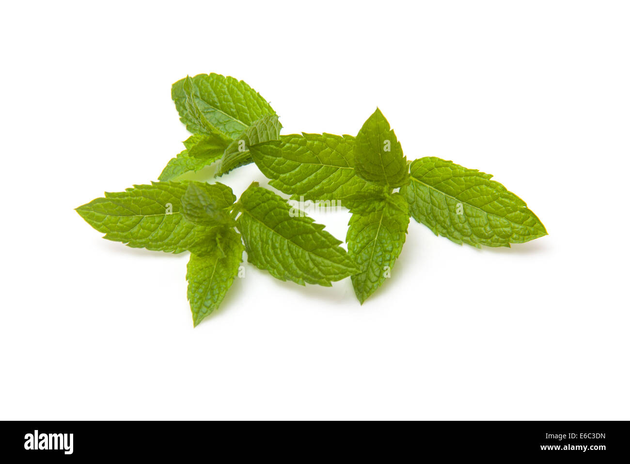 Fresh sprig of mint isolated on a white studio background Stock Photo ...
