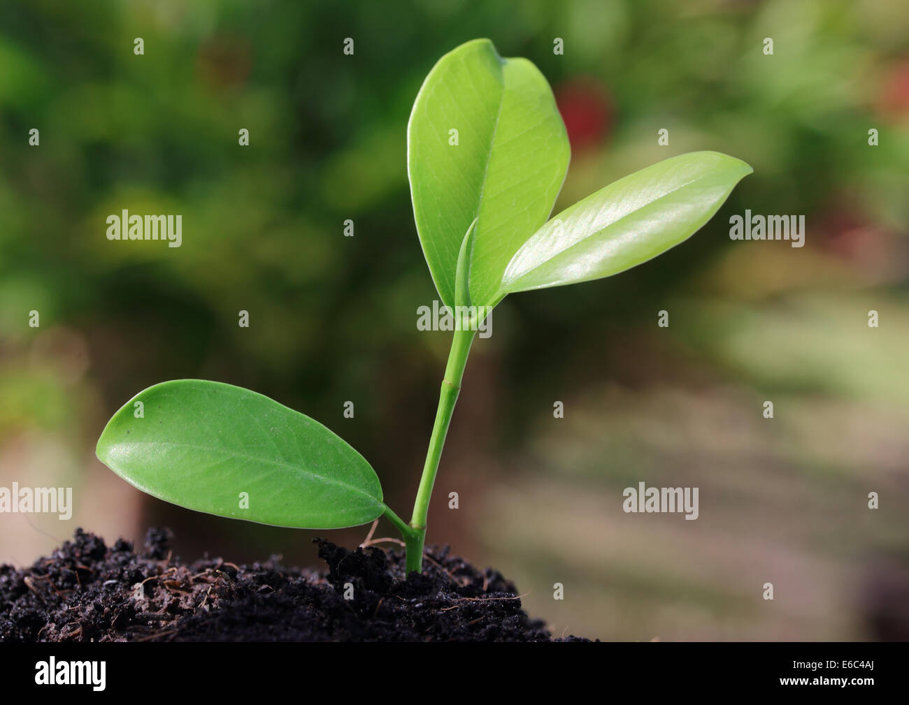 closeup image of young green plant in soil outdoor Stock Photo - Alamy