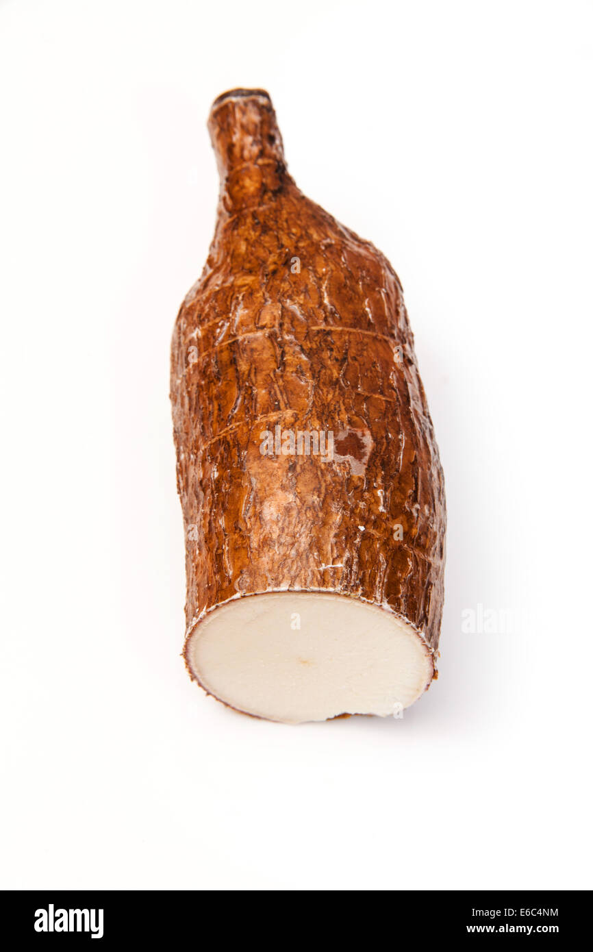 Cassava or Yuca a root vegetable used to make tapioca isolated on a ...
